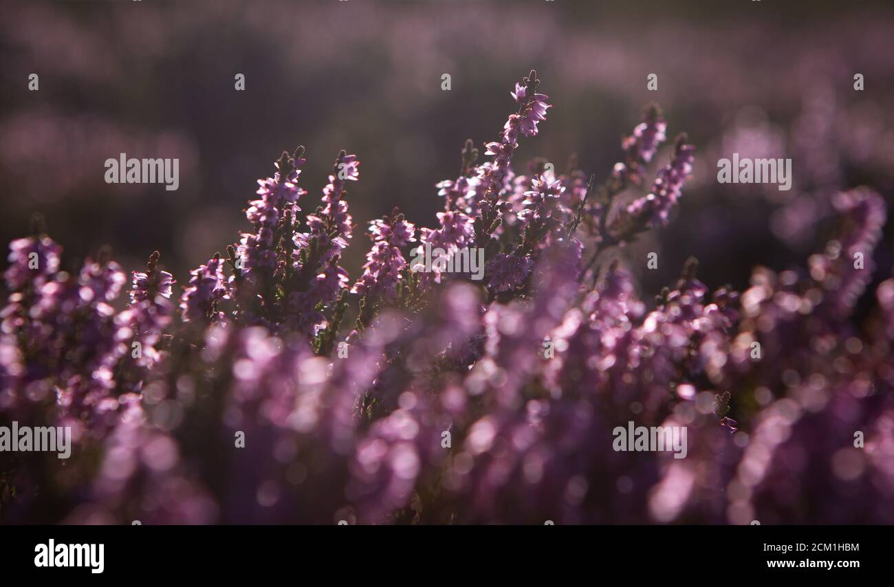 Heather plant closeup detail of blossom on Haworth Moor Stock Photo - Alamy