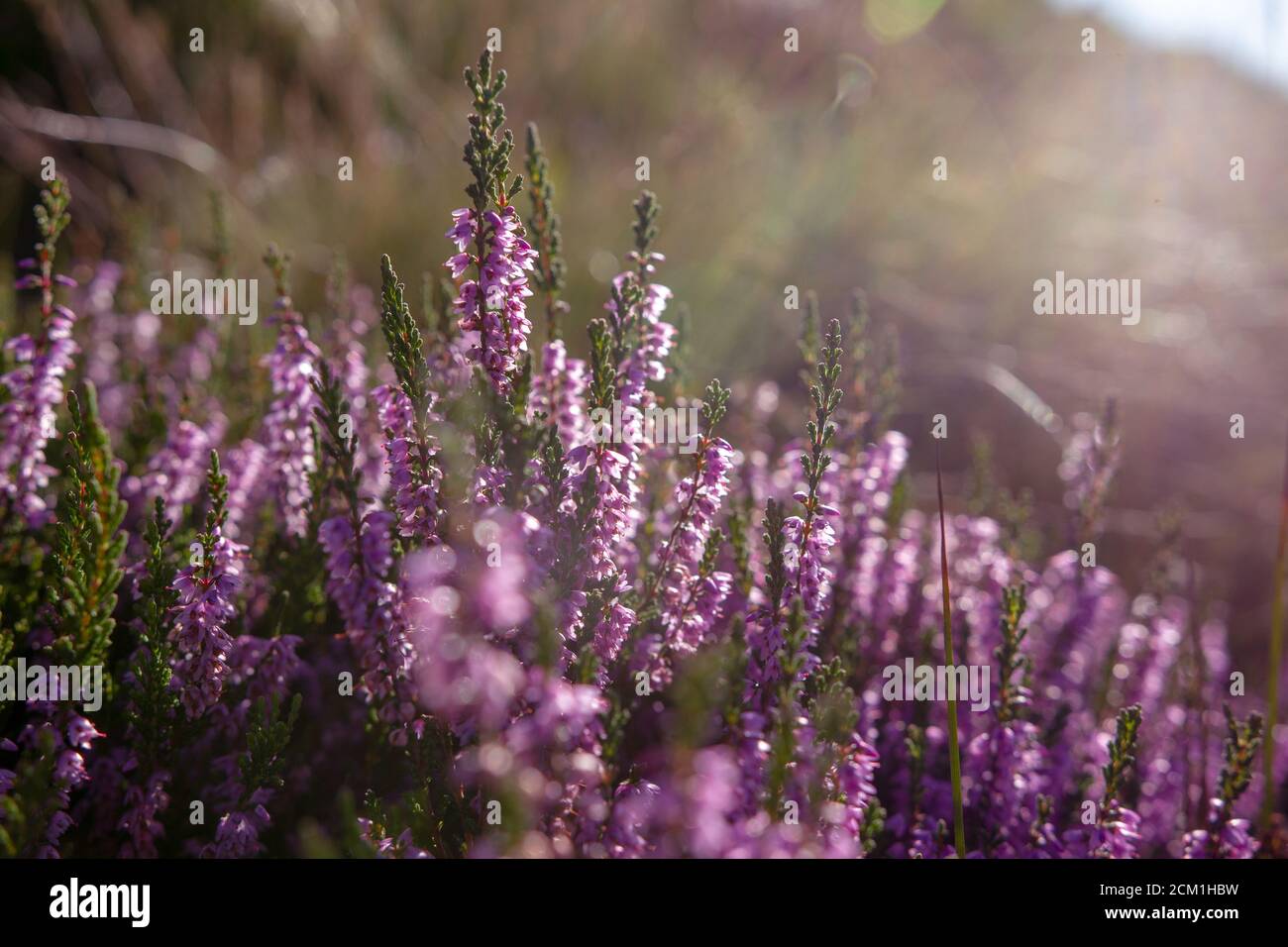 Heather plant closeup detail of blossom on Haworth Moor Stock Photo - Alamy