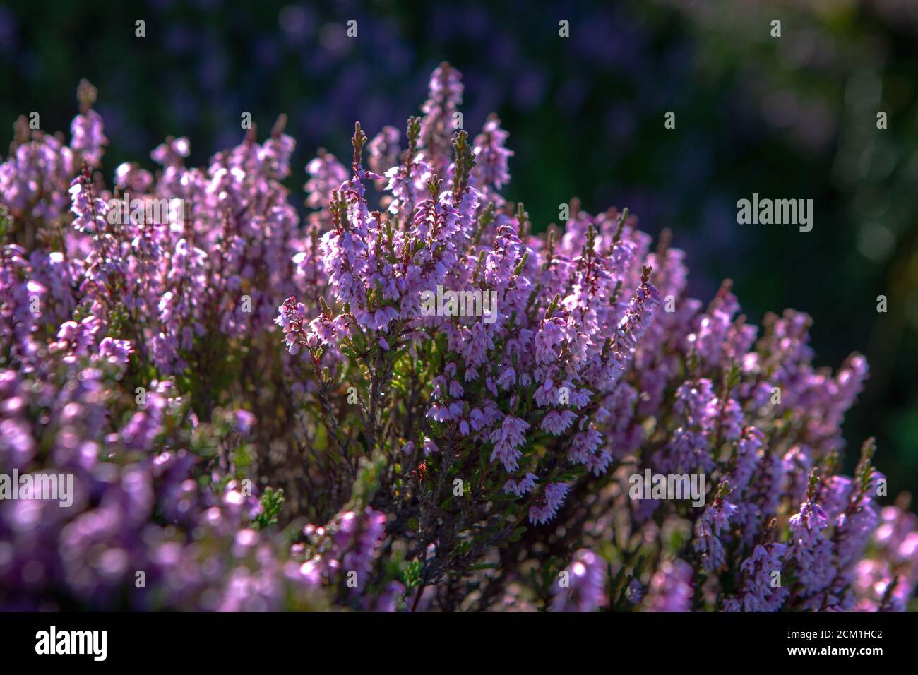 Heather plant closeup detail of blossom on Haworth Moor Stock Photo - Alamy