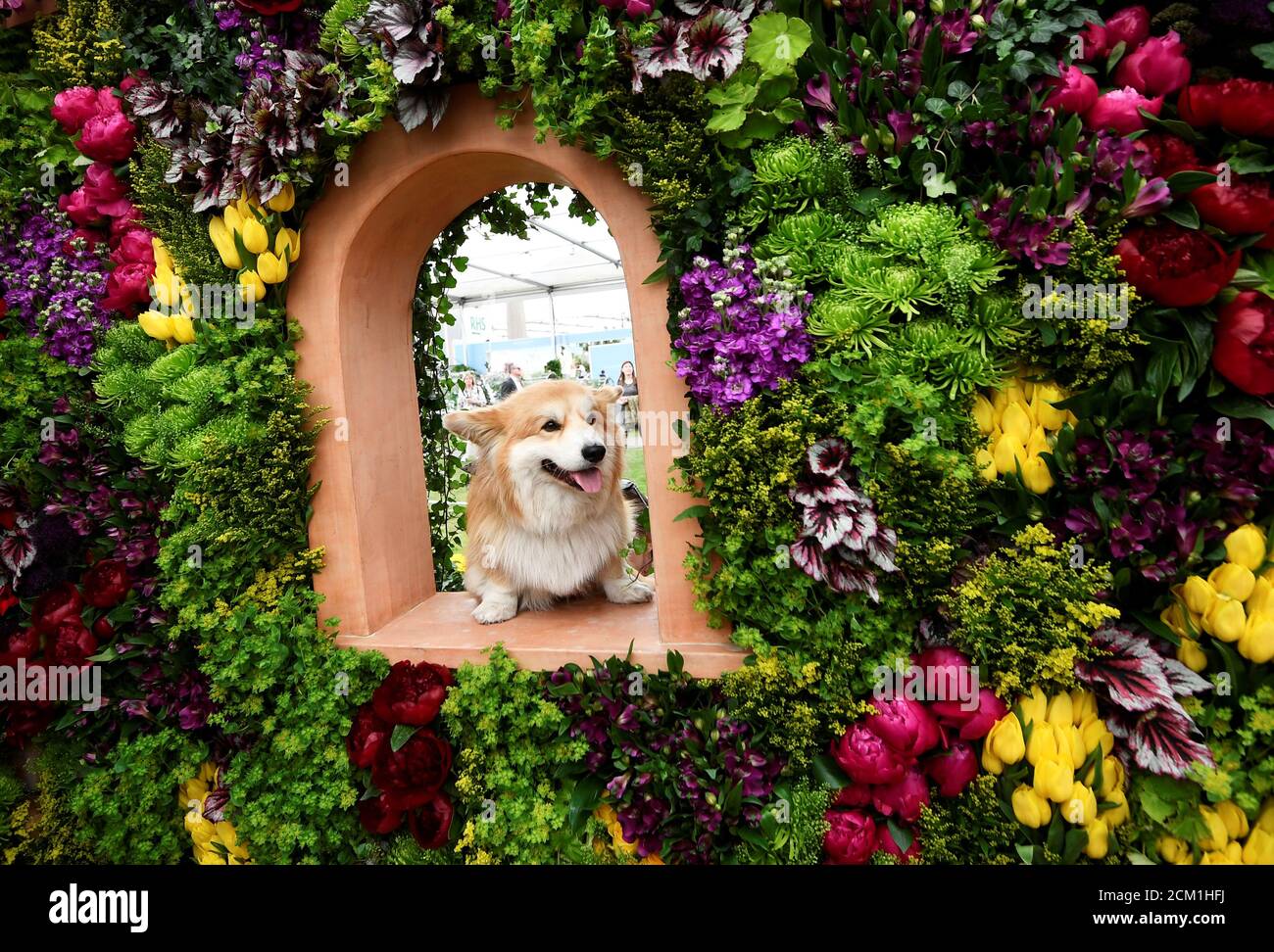 Marcel le corgi hi-res stock photography and images - Alamy