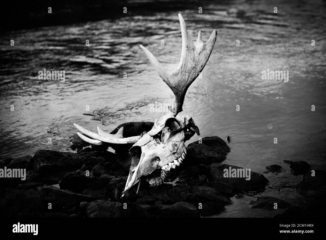Moose skull lying on rocks in a river Stock Photo - Alamy