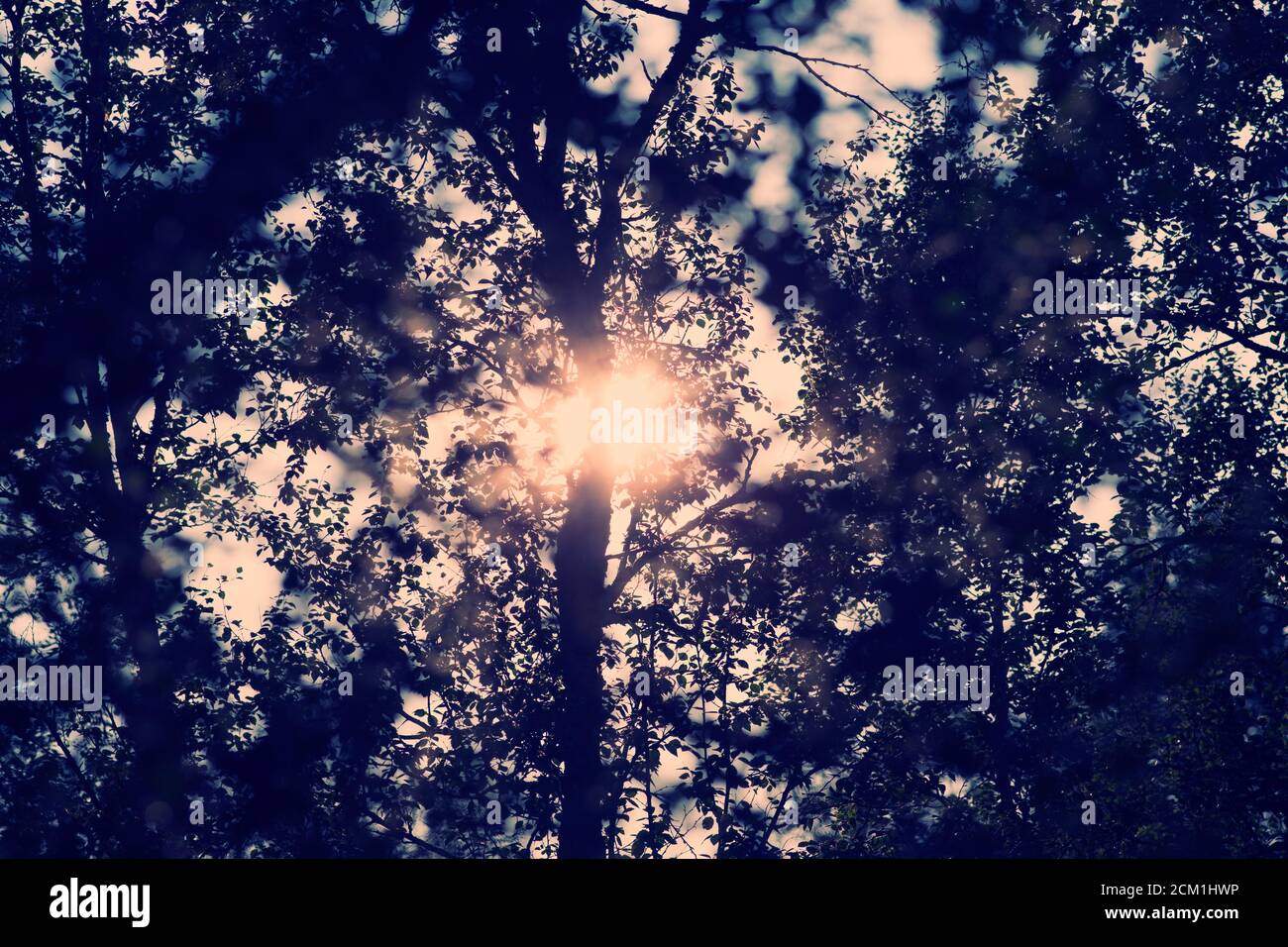 Sun behind a tree in a forrest Stock Photo - Alamy