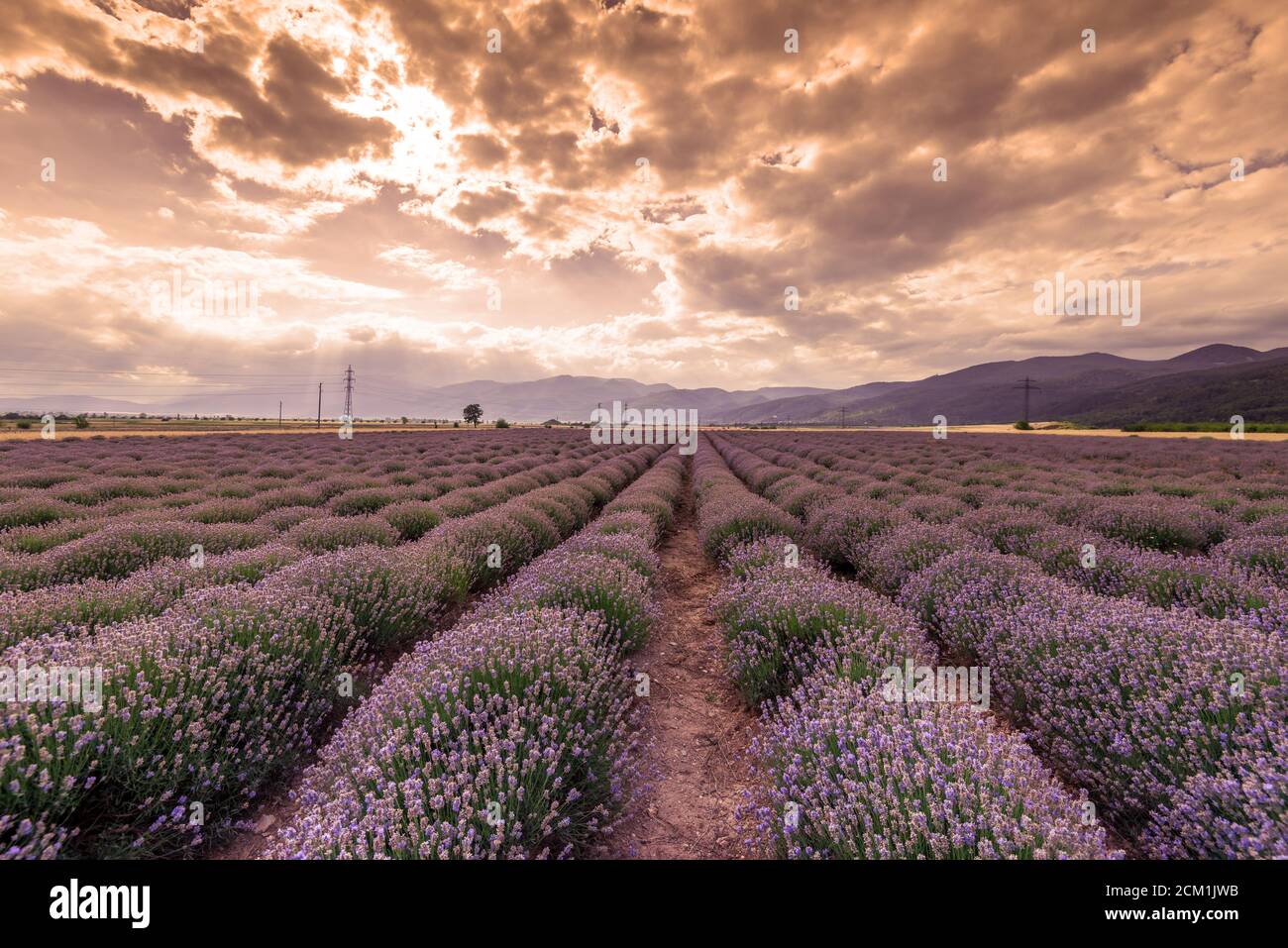 Stunning lavender fields sunset hi-res stock photography and images - Alamy