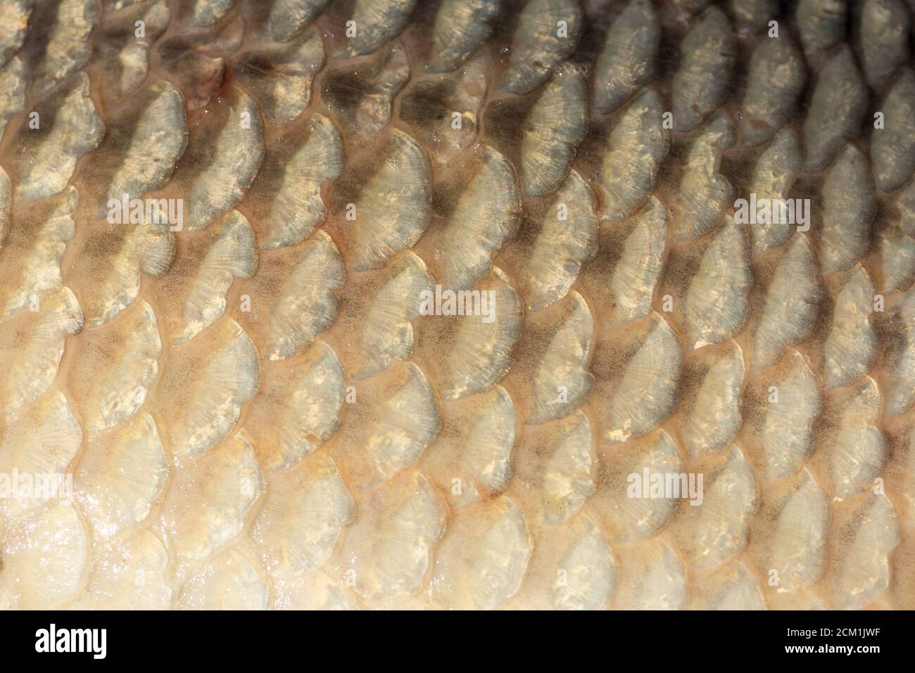 Freshwater fish with big scales hi-res stock photography and images - Alamy