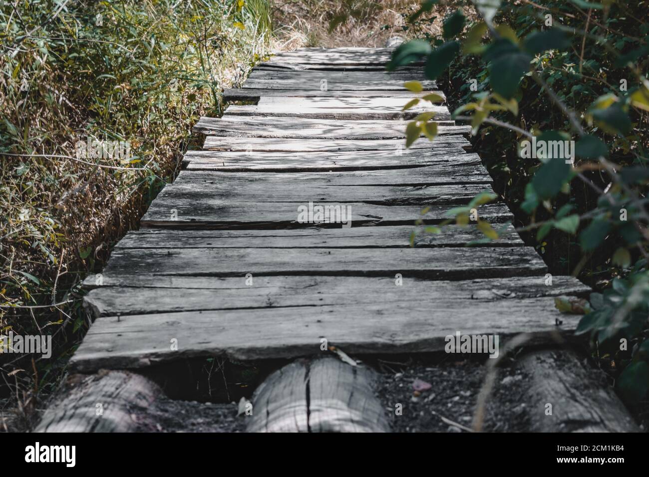 Old wooden road in the park surrounded by greens Stock Photo - Alamy