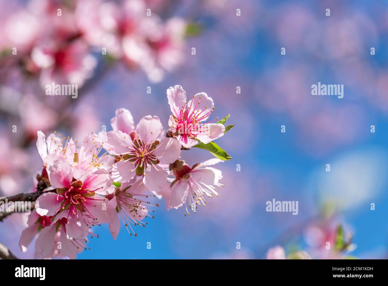 Close-up of beautiful vintage sakura tree flower (cherry blossom) in ...