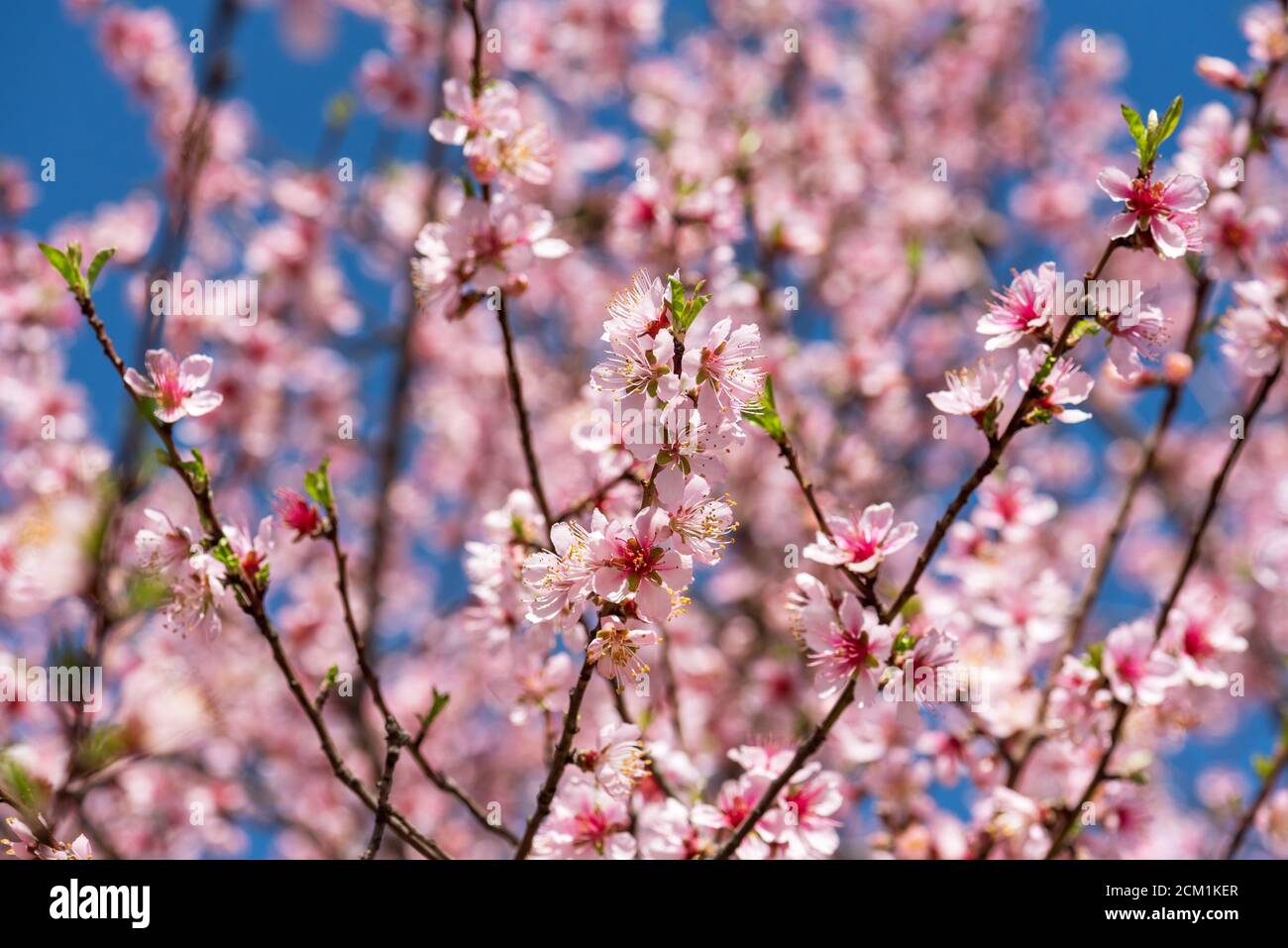 Close-up of beautiful vintage sakura tree flower (cherry blossom) in ...