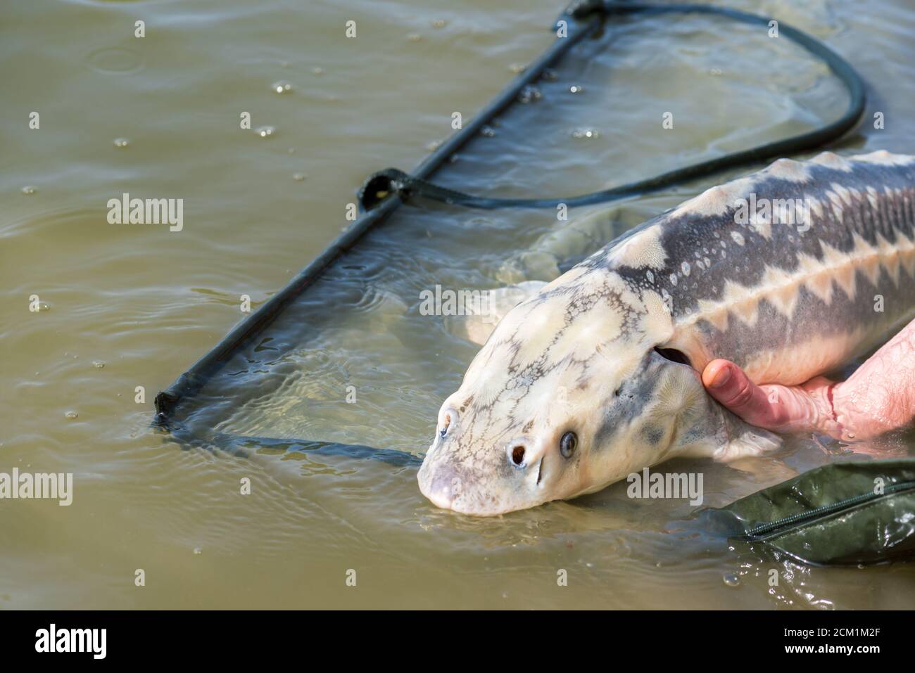 Fisherman caught a European sturgeon. Returns it back Stock Photo - Alamy