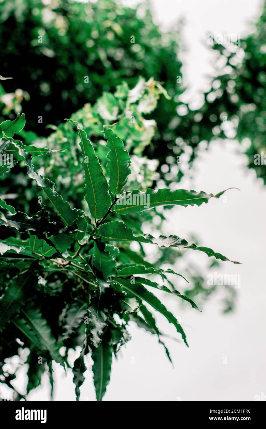 green leaves of a tall tree Stock Photo - Alamy