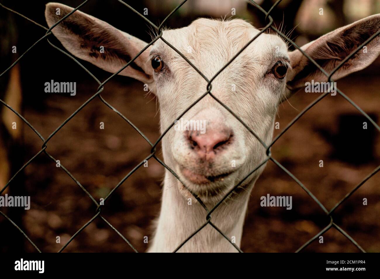 a withe goat seeing through a mesh Stock Photo - Alamy
