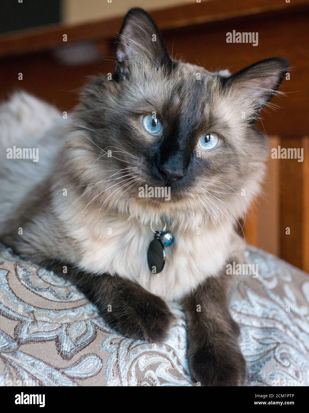 Seal point birman hi-res stock photography and images - Alamy