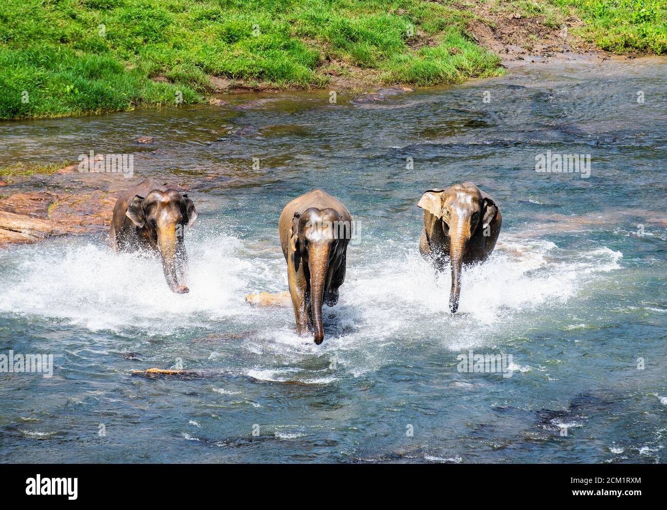 Elephants running hi-res stock photography and images - Alamy