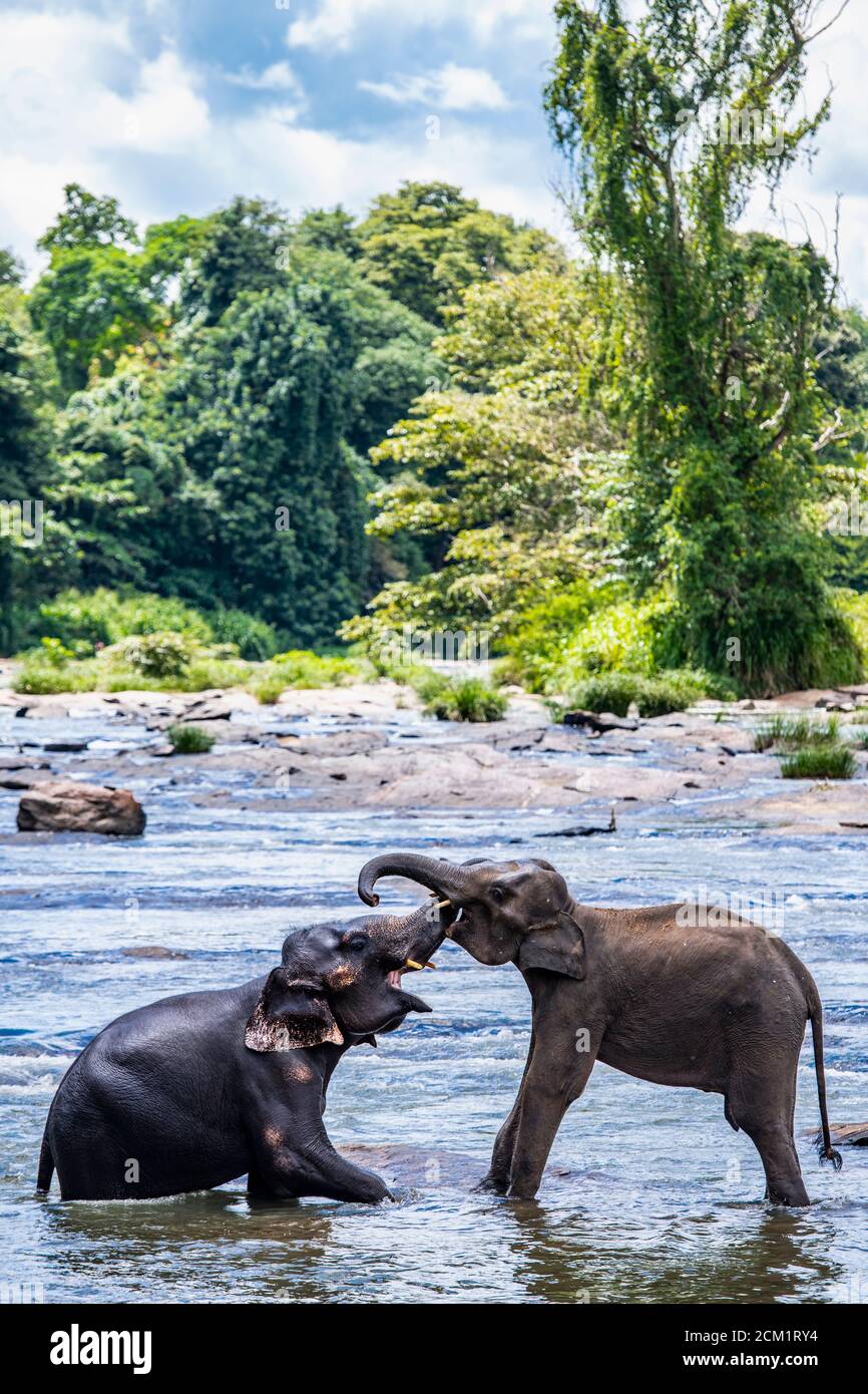 Elephants two asian indian river hi-res stock photography and images ...