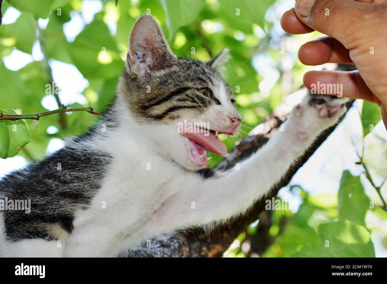 little kitten eating food and top of tree branch Stock Photo - Alamy