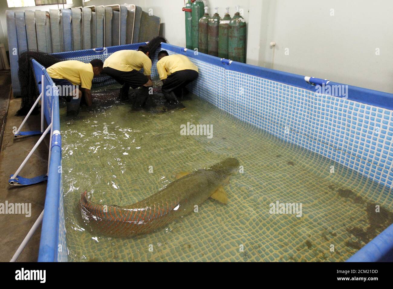 Arapaima High Resolution Stock Photography and Images - Alamy