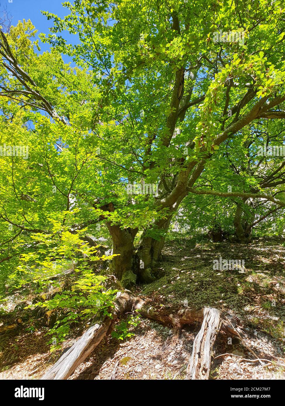 Beech tree with large canopy in summer light casting shadow, in Apuseni ...