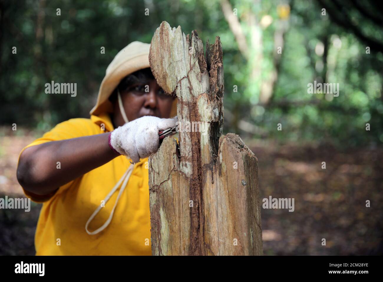 Redi doti hi-res stock photography and images - Alamy