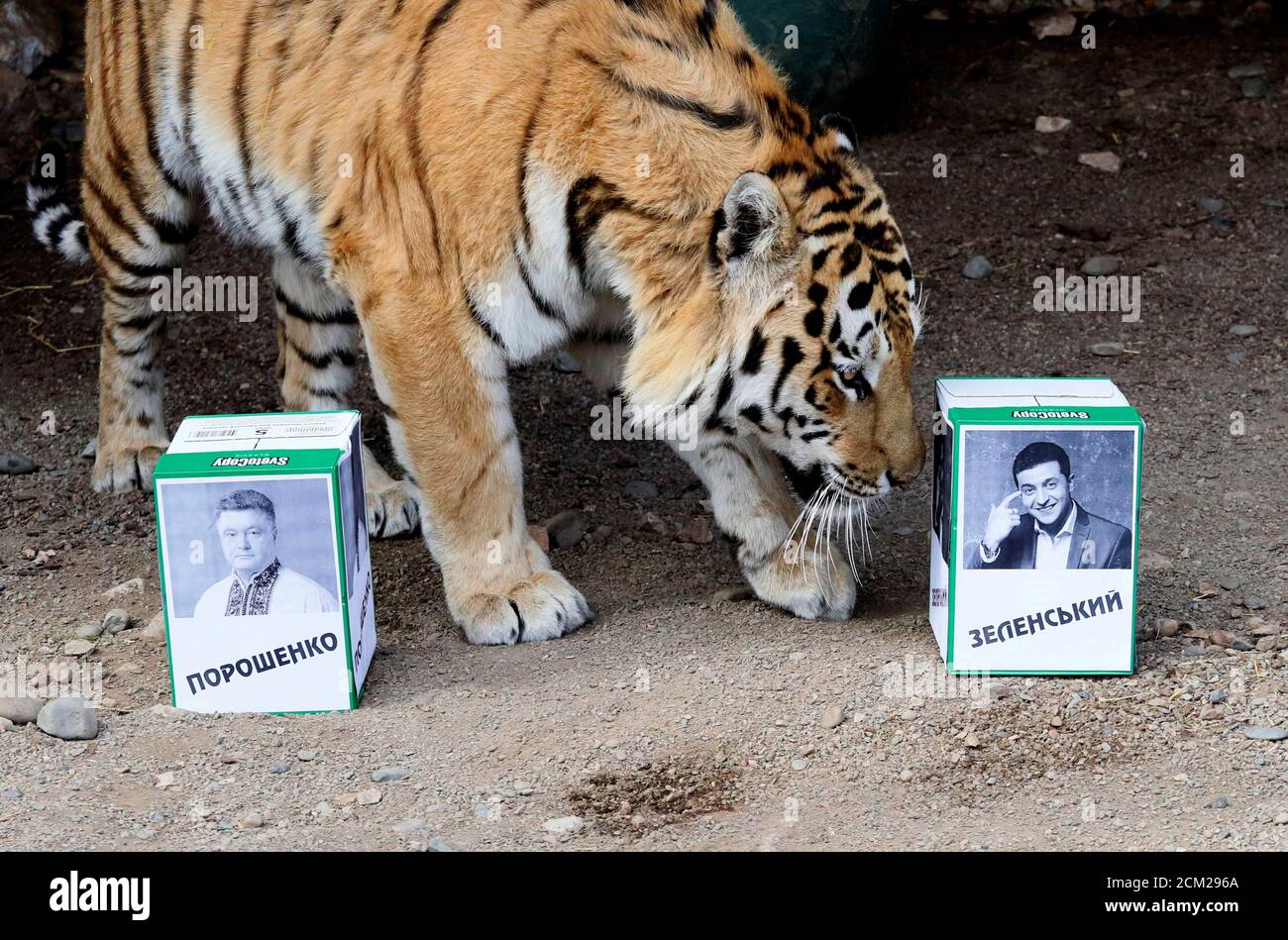 Zoo tiger in a box hi-res stock photography and images - Alamy