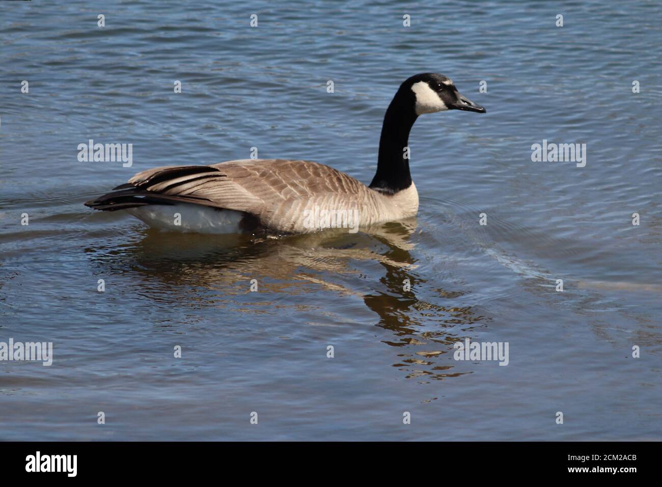 Canada geese majestic bird photo hi-res stock photography and images ...
