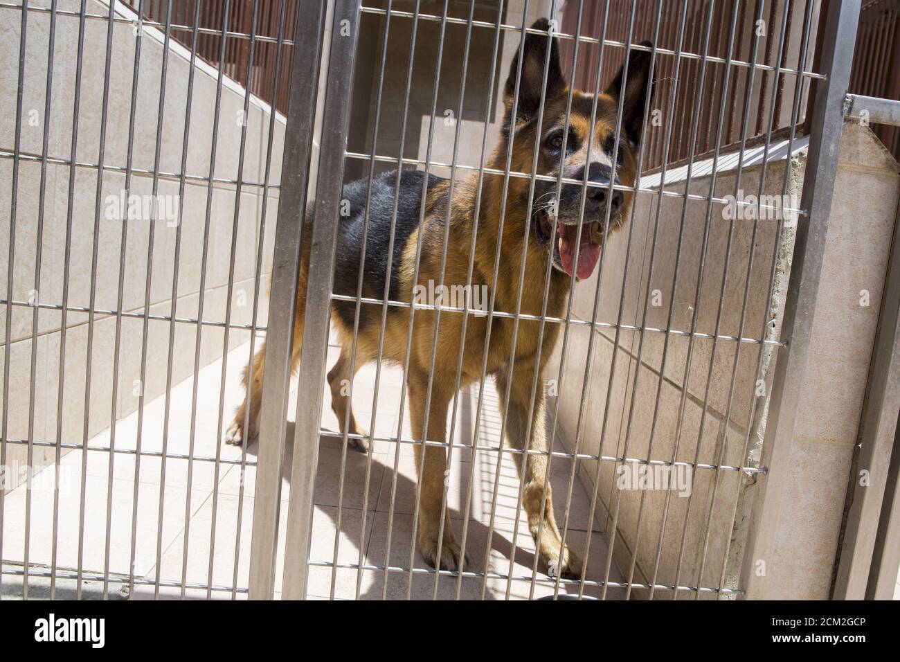 Alsatian german shepherd cage hi-res stock photography and images - Alamy