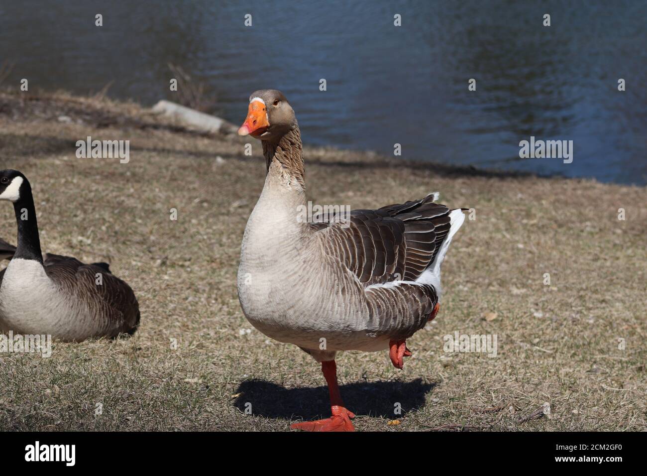 Wild Goose playing in the Ta-Ha-Zouka Park . High quality photo Stock ...