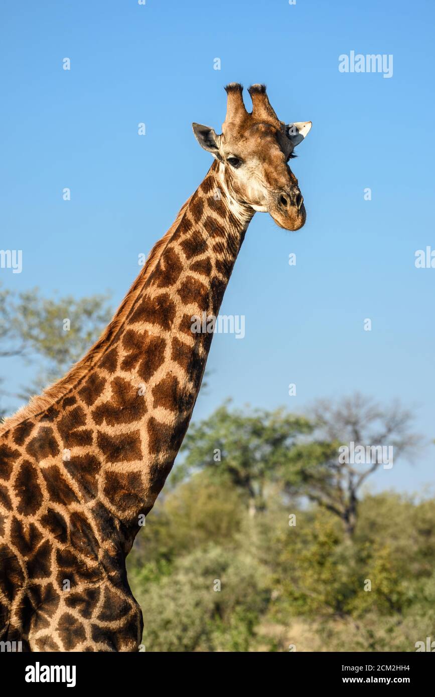Beautiful wild giraffe portrait with blue sky background iin the ...