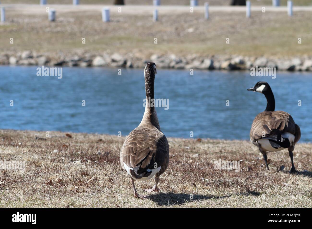 Wild Goose playing in the Ta-Ha-Zouka Park . High quality photo Stock Photo - Alamy