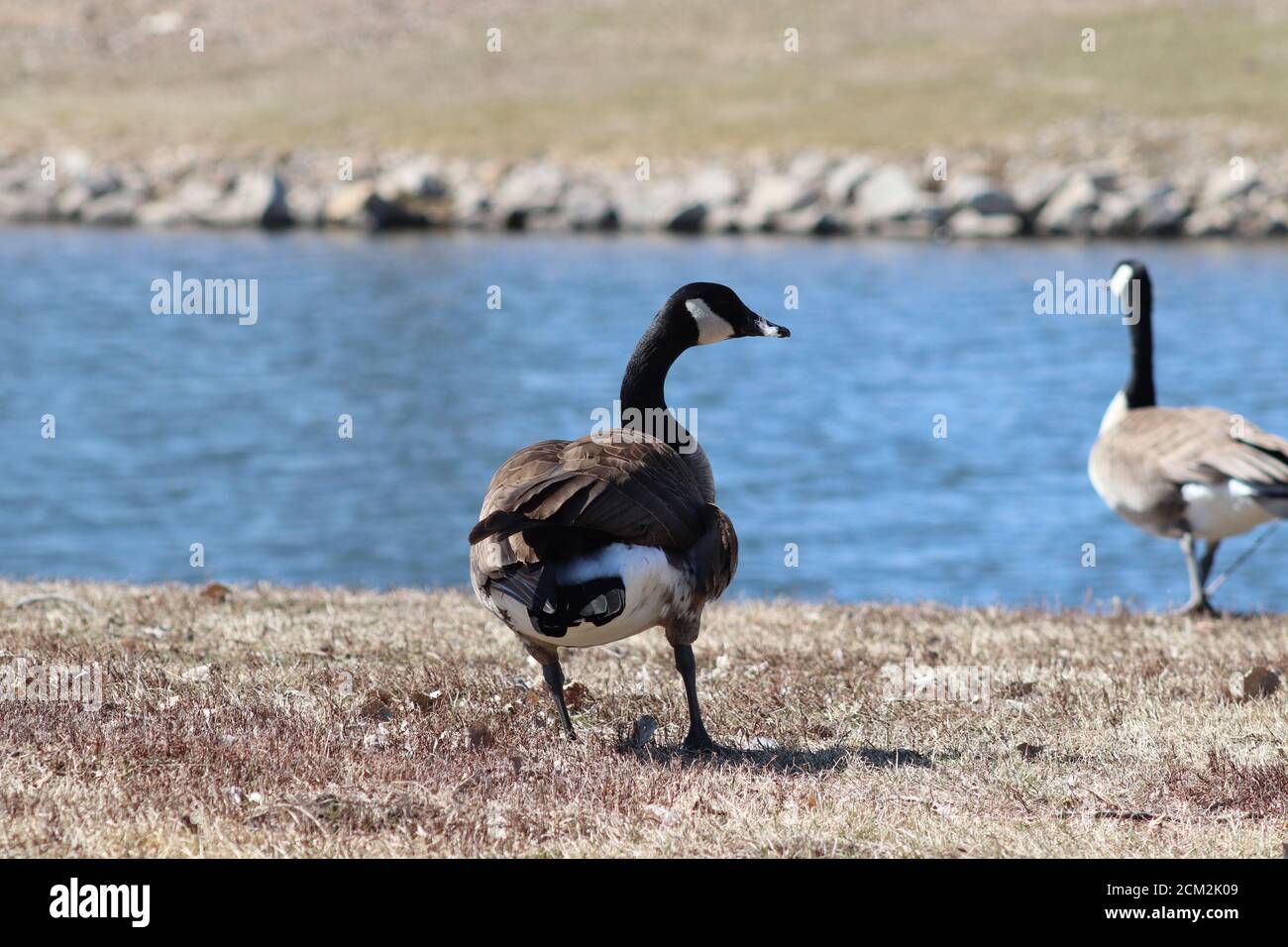 Canada geese majestic bird photo hi-res stock photography and images ...
