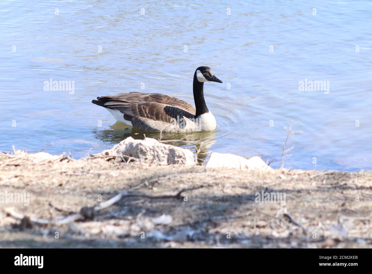 Canada geese majestic bird photo hi-res stock photography and images ...