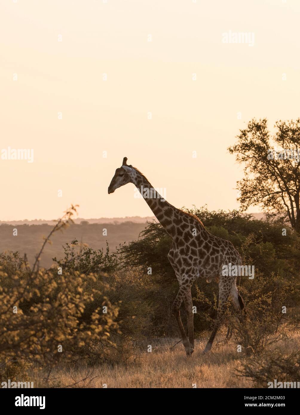 Beautiful wild giraffe with the sun setting behind in the Greater ...