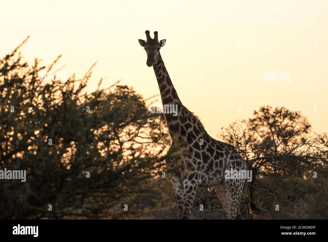 Beautiful wild giraffe with the sun setting behind in the Greater ...