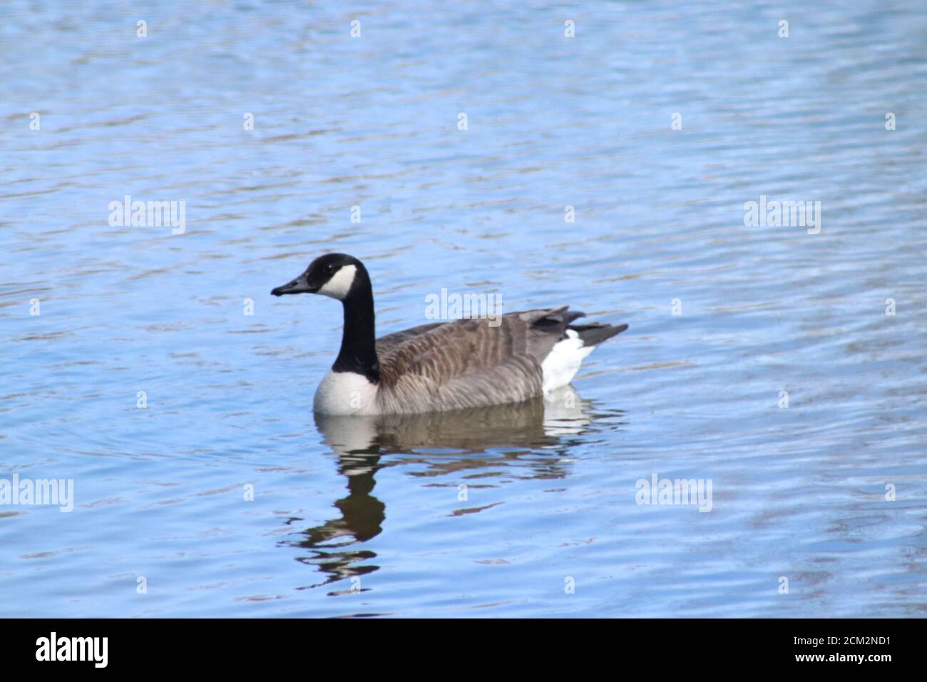Canada geese majestic bird photo hi-res stock photography and images ...