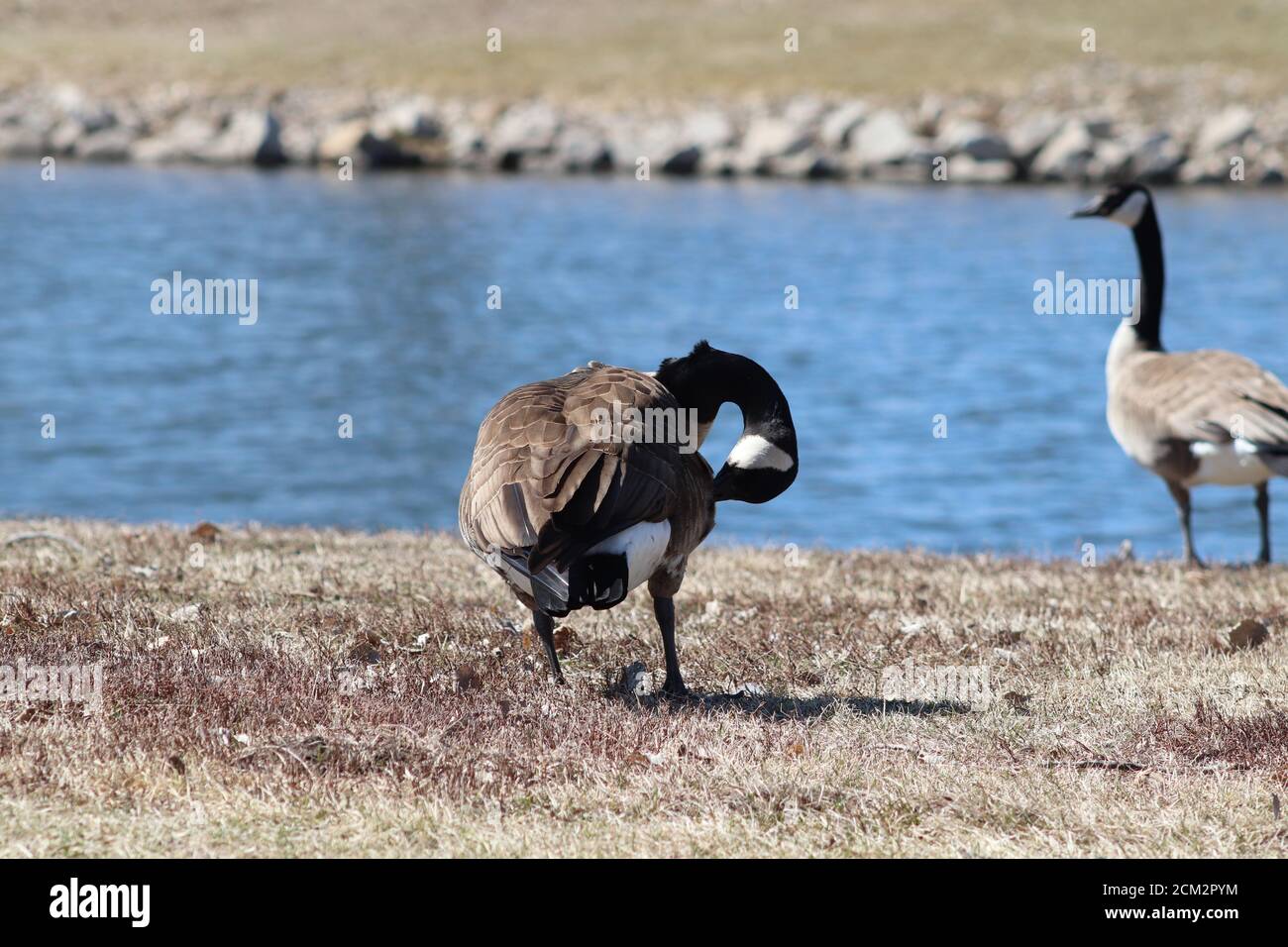 Canada geese majestic bird photo hi-res stock photography and images ...