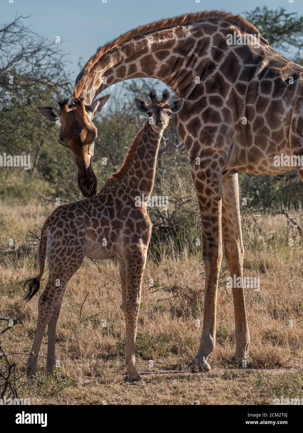 Bush giraffe hoofed animal safari giraffe hi-res stock photography and ...
