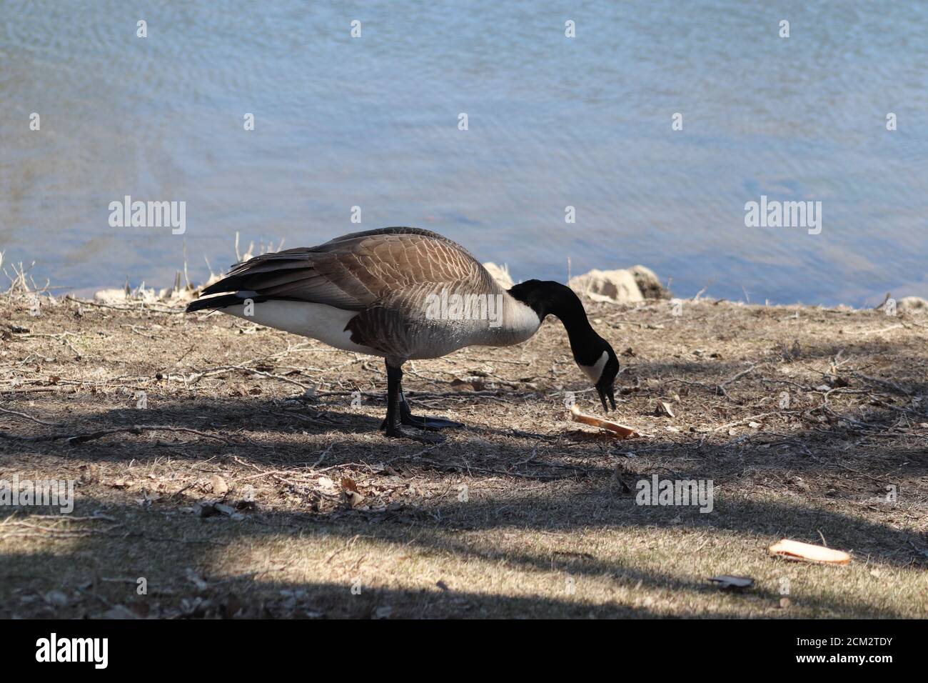 Canada geese majestic bird photo hi-res stock photography and images ...
