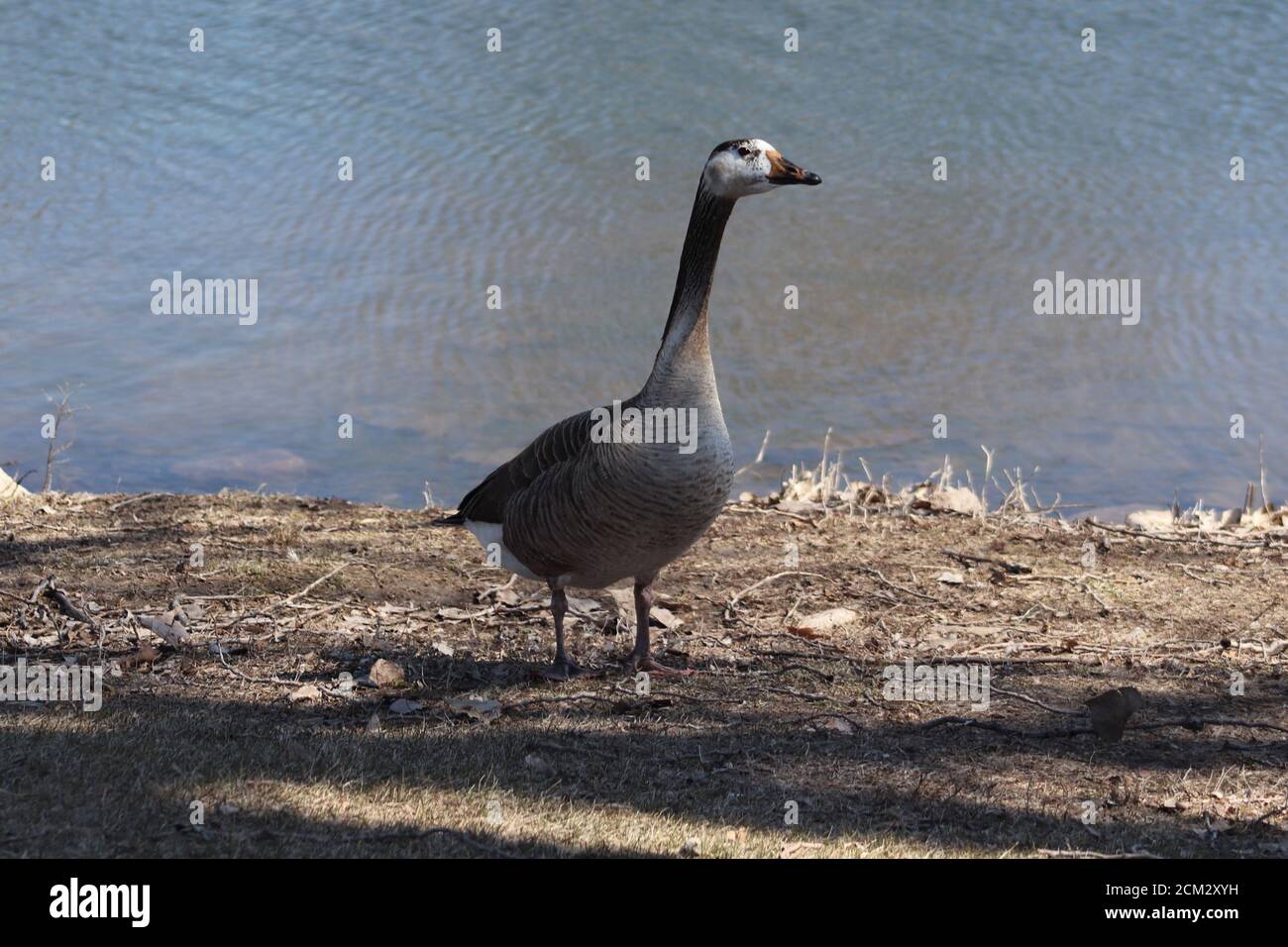 Canada geese majestic bird photo hi-res stock photography and images ...