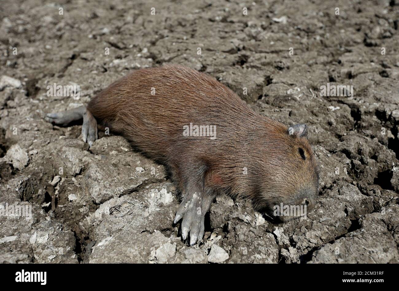 Pilcomayo High Resolution Stock Photography and Images - Alamy