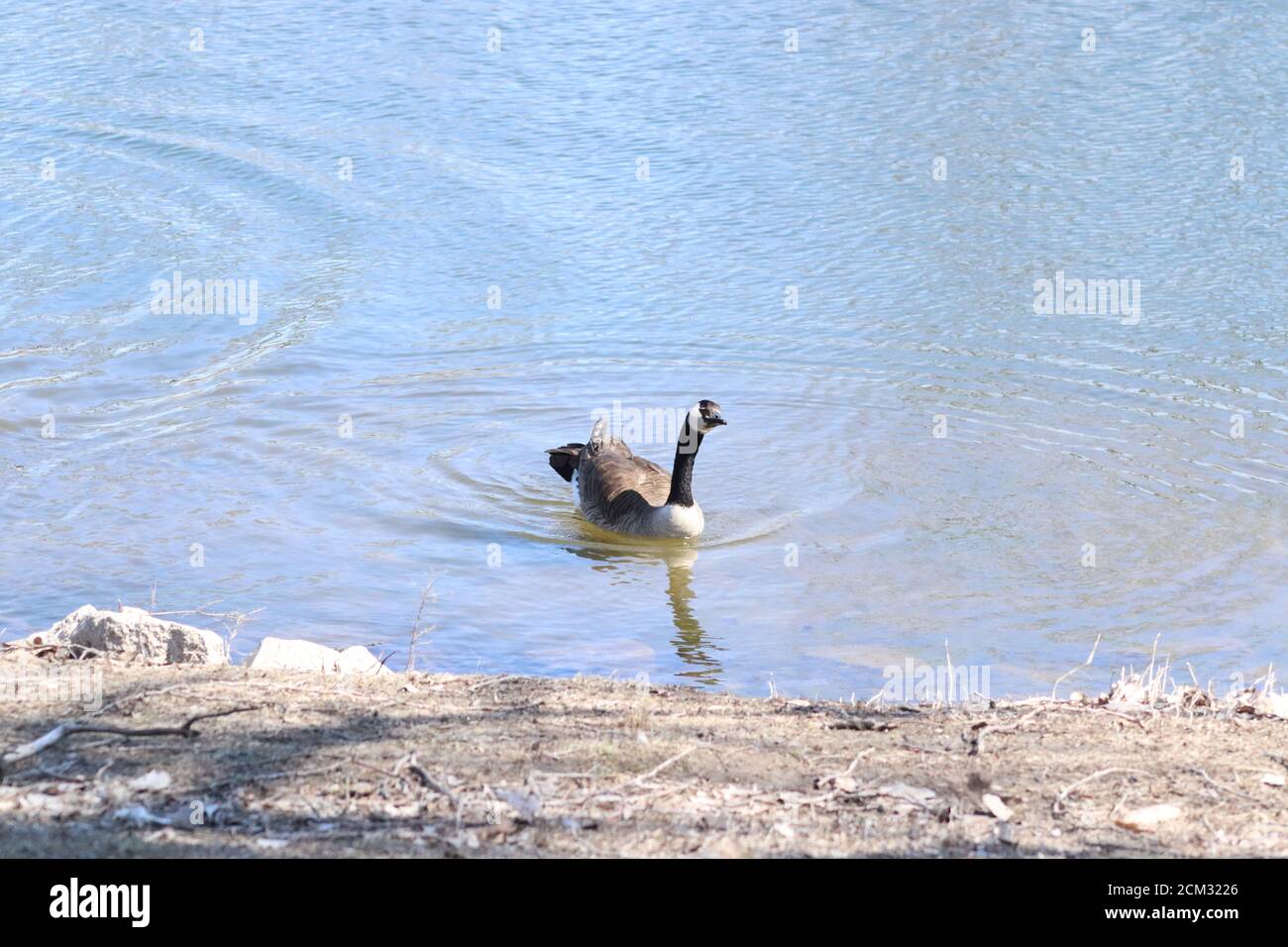 Canada geese majestic bird photo hi-res stock photography and images ...