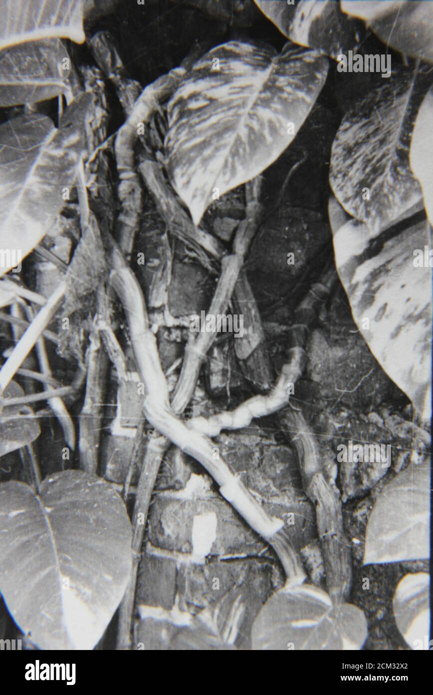 Fine 70s vintage black and white photography of a forest plant showing ...