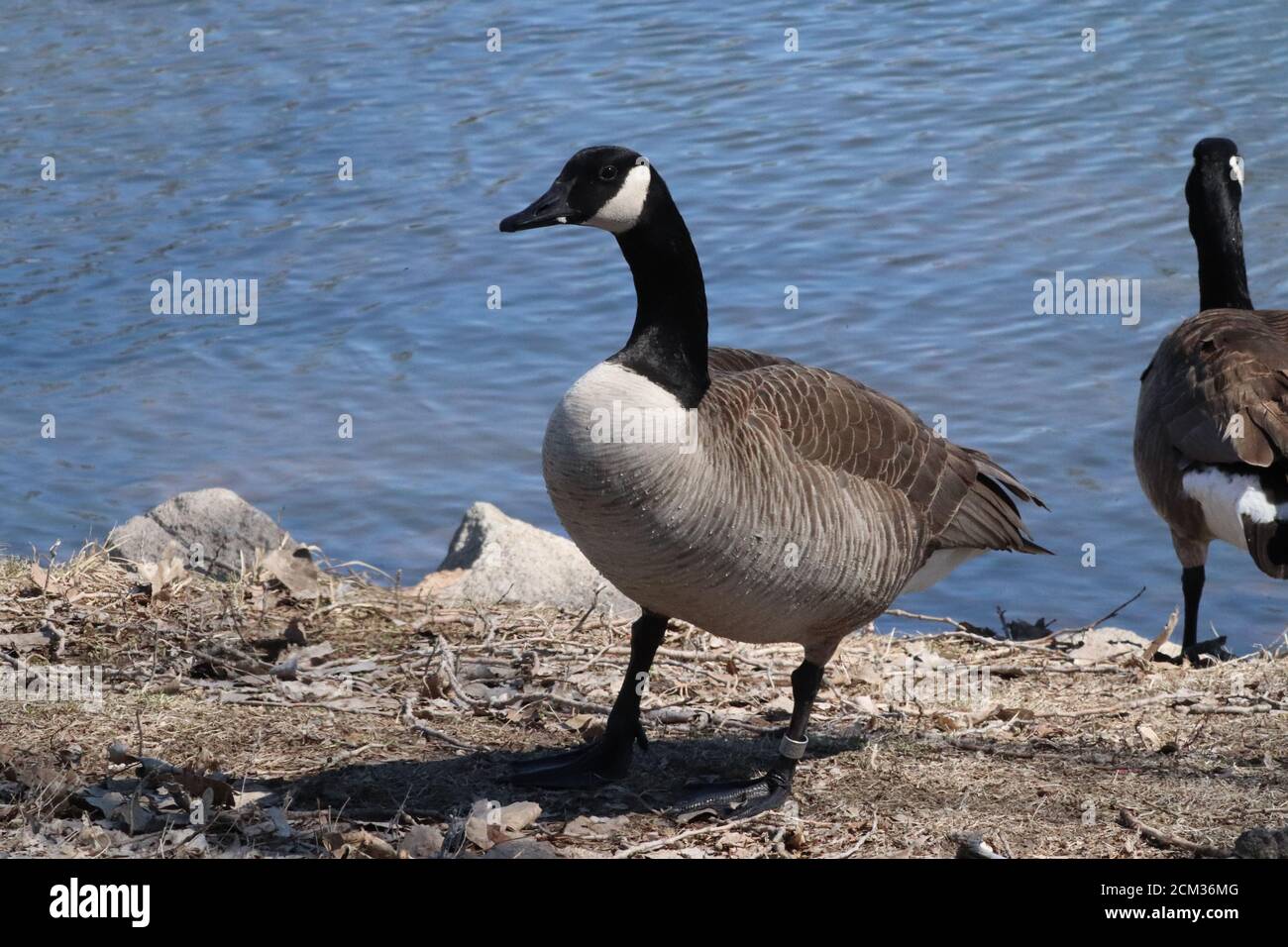 Canada geese majestic bird photo hi-res stock photography and images ...