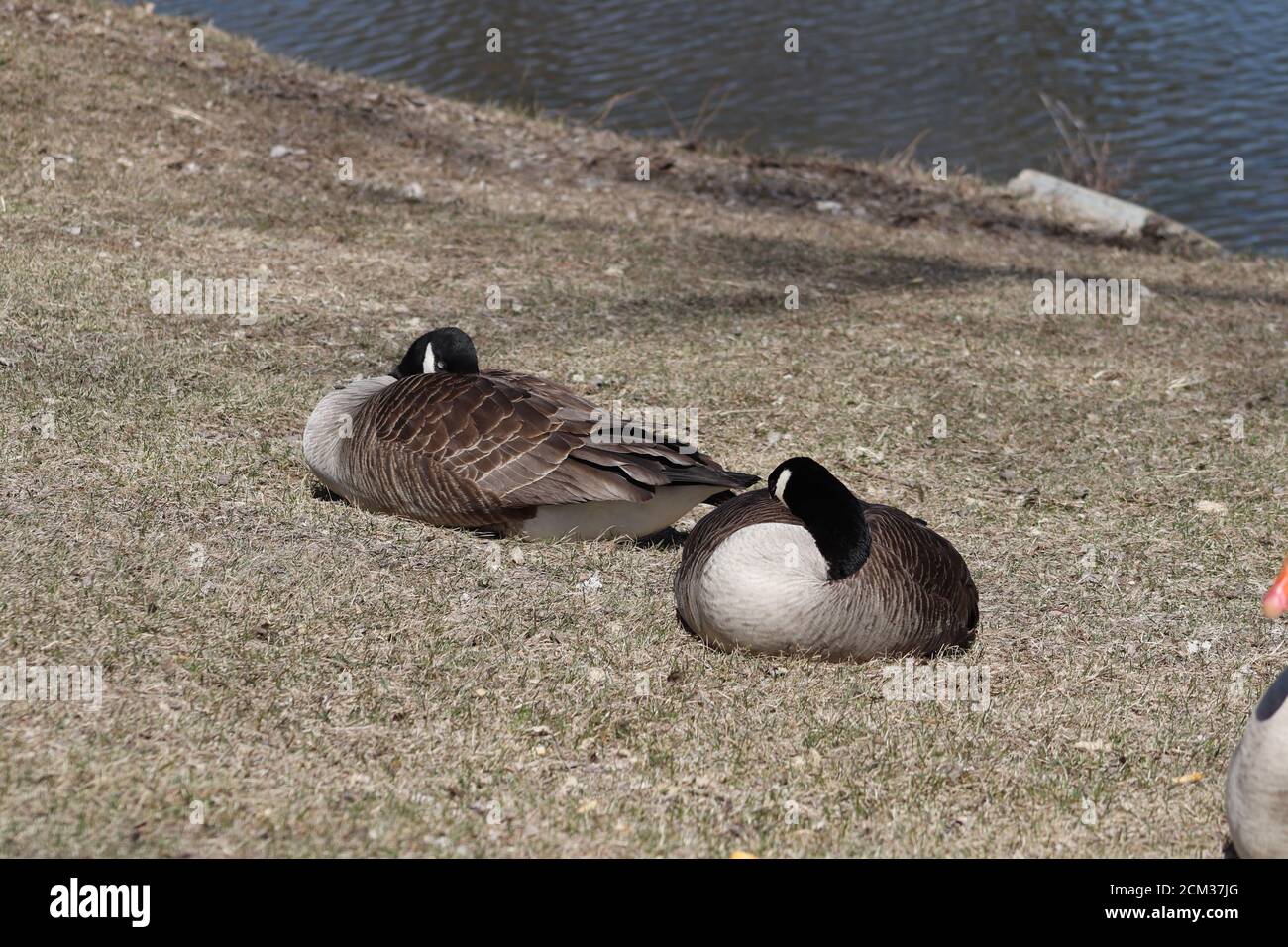 Canada geese majestic bird photo hi-res stock photography and images ...