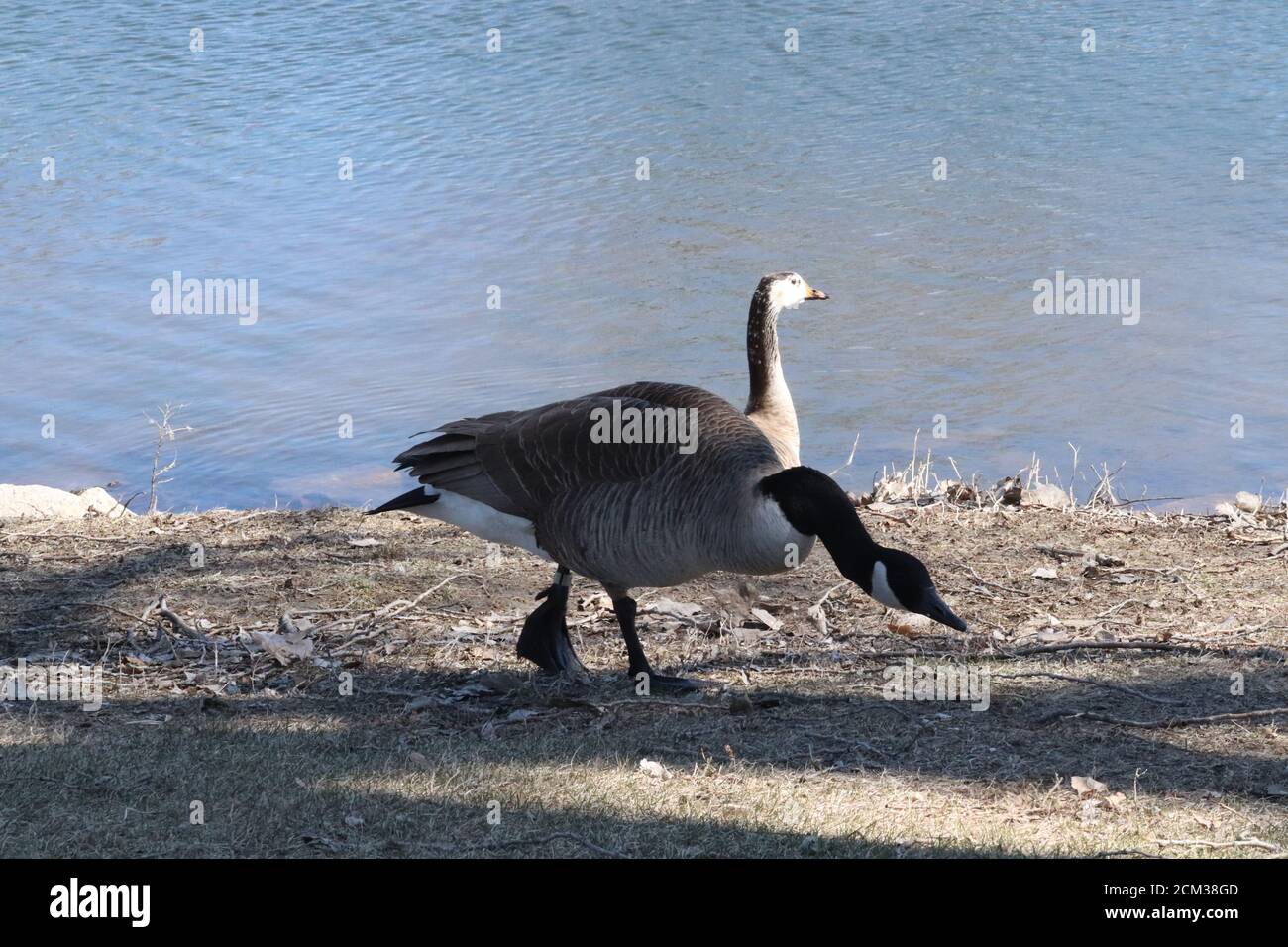 Wild Goose playing in the Ta-Ha-Zouka Park . High quality photo Stock ...