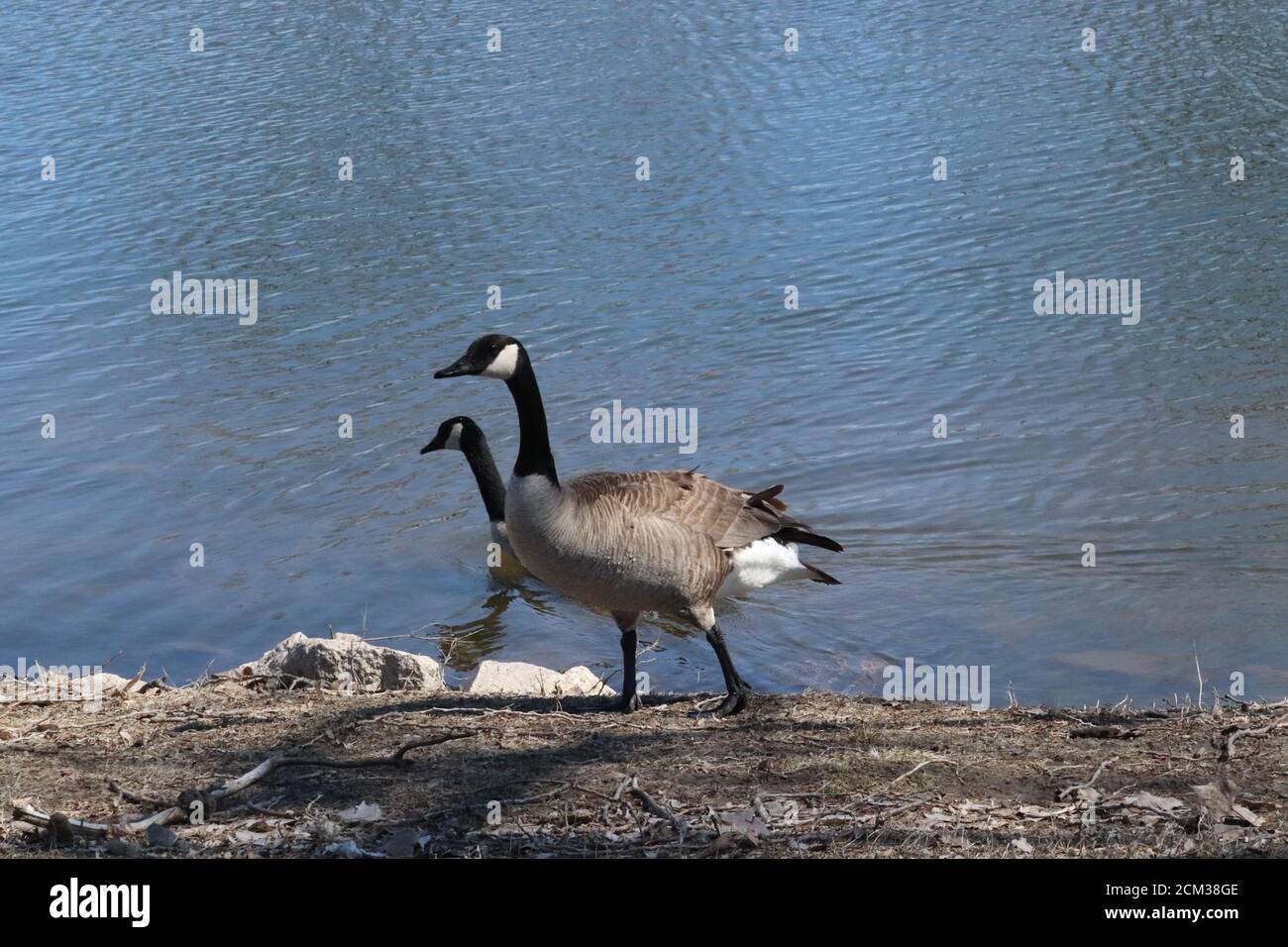Canada geese majestic bird photo hi-res stock photography and images ...
