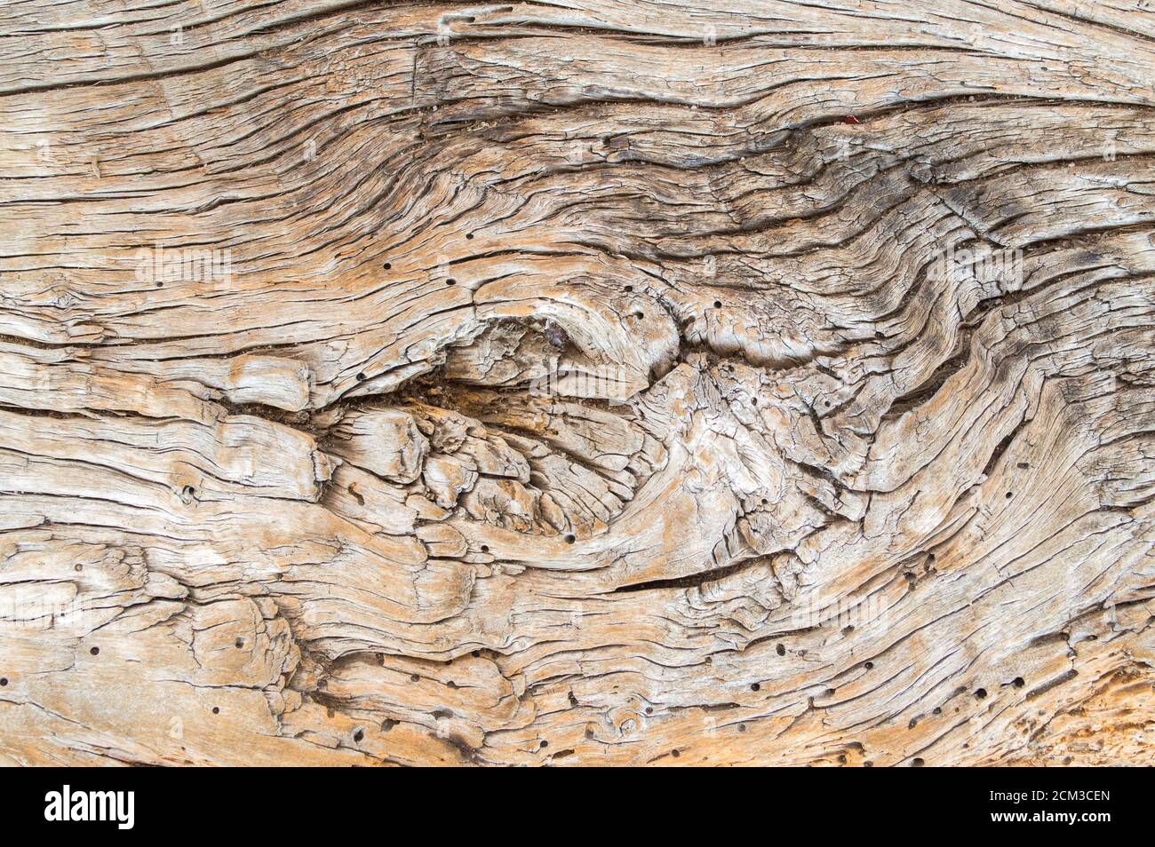 background texture-close up of the trunk of an ancient pepper tree ...