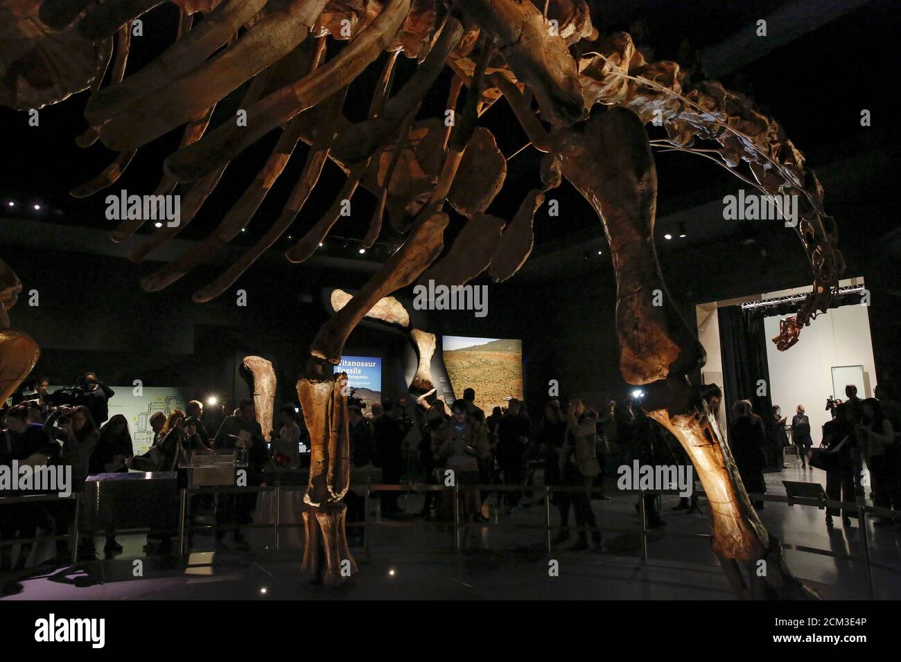 Titanosaur dinosaur hi-res stock photography and images - Alamy