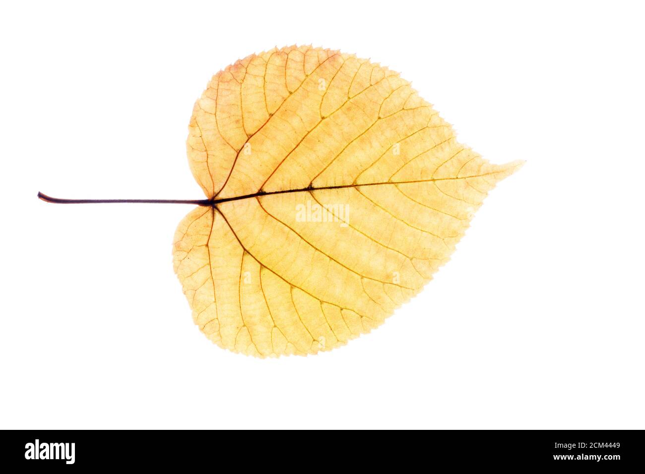 yellow old leaf isolated on white background Stock Photo - Alamy