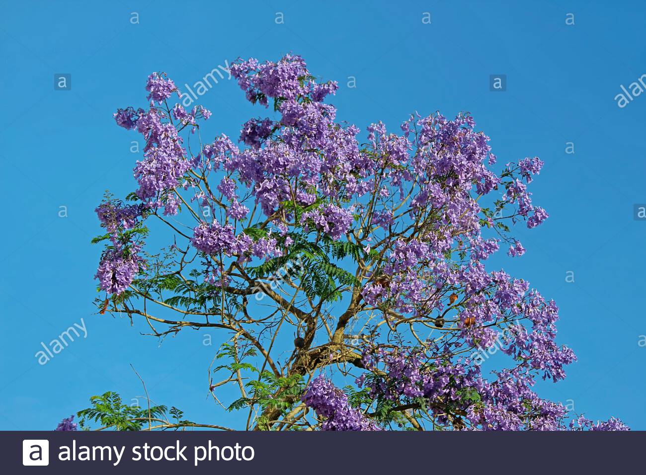 Arbol De Jacaranda High Resolution Stock Photography and Images - Alamy