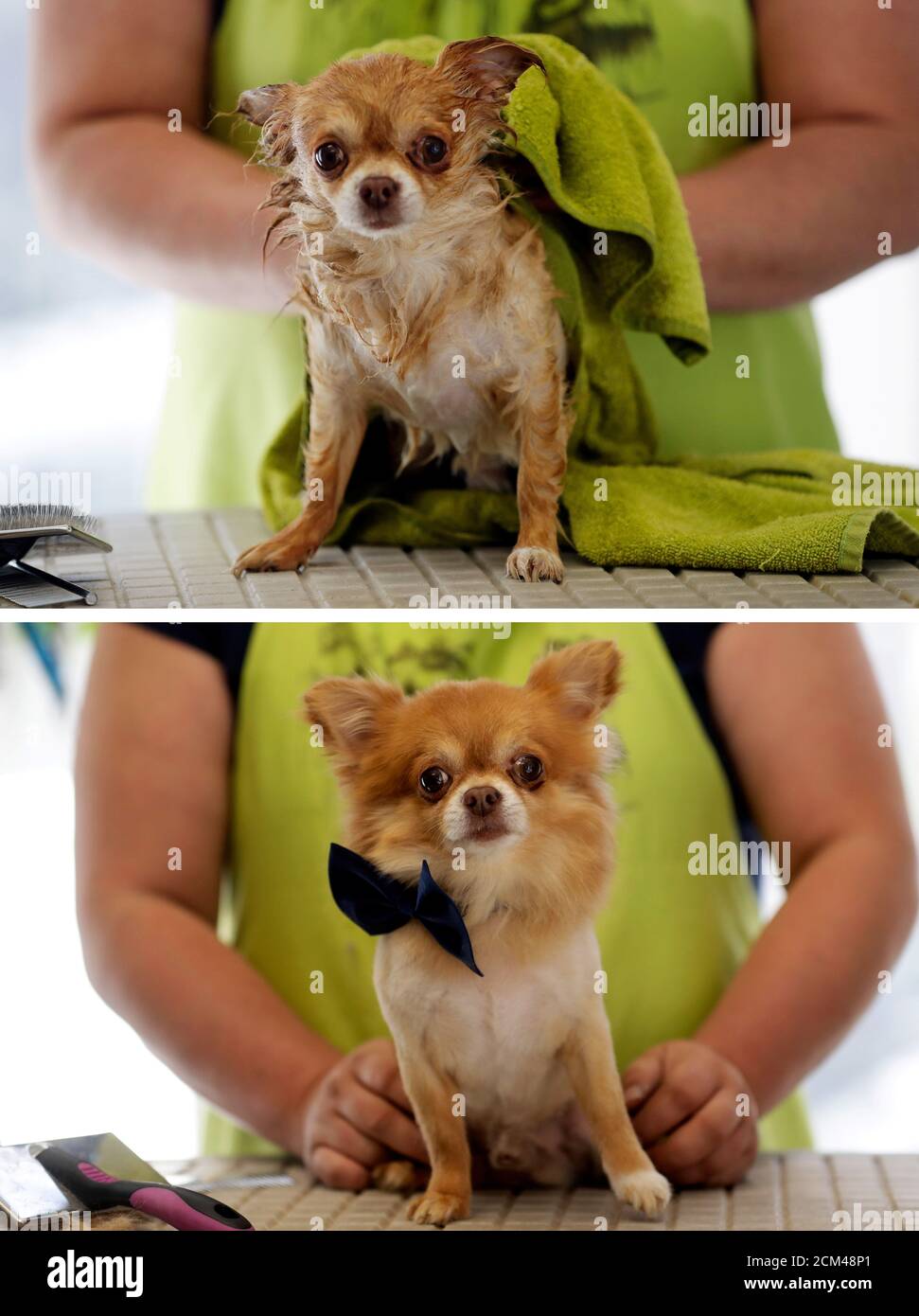 Before and after dog grooming hi-res stock photography and images - Alamy