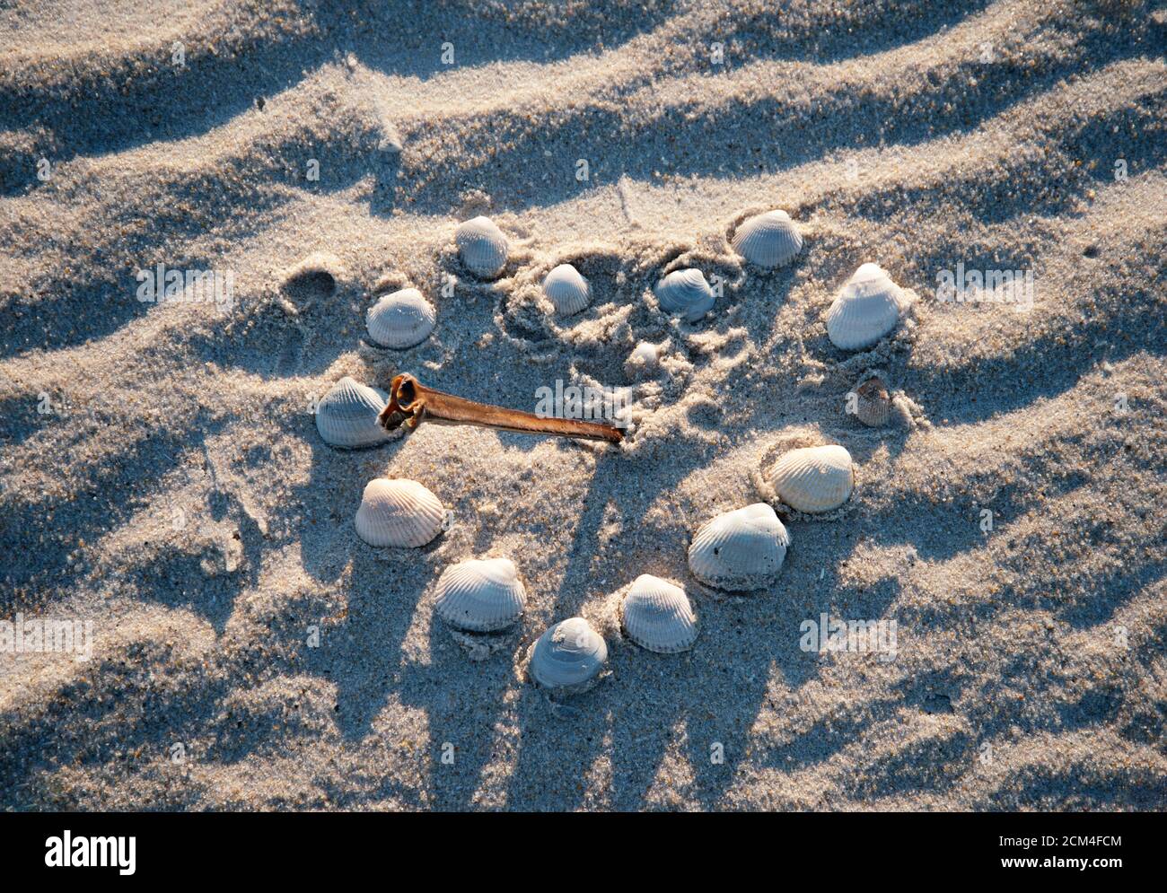Crab shell texture hi-res stock photography and images - Alamy