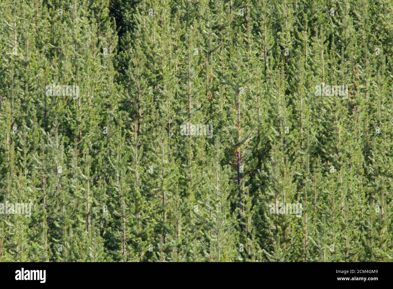 Pine screen saver Stock Photo - Alamy